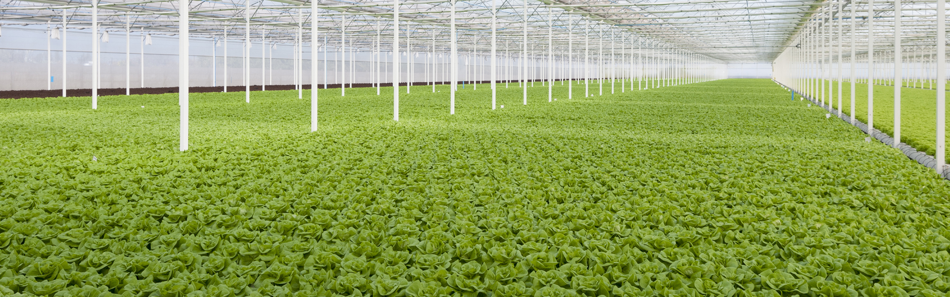 About Us – Najm Suhail Investment